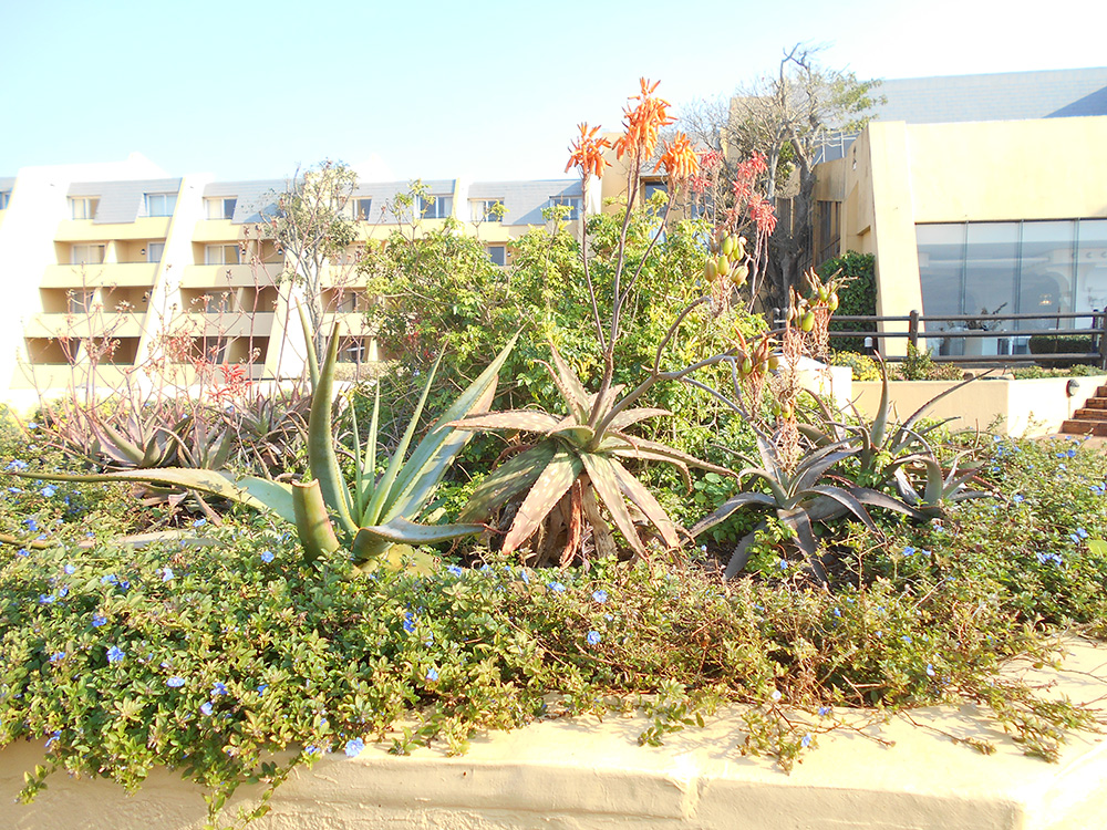 LOOK: Innovative garden experience gives Wild Coast Sun guests’ green ...