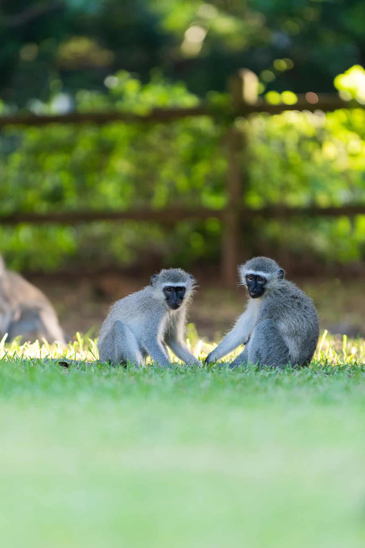 Simbithi Eco-Estate works with Urban Vervet Monkey Project to manage ...