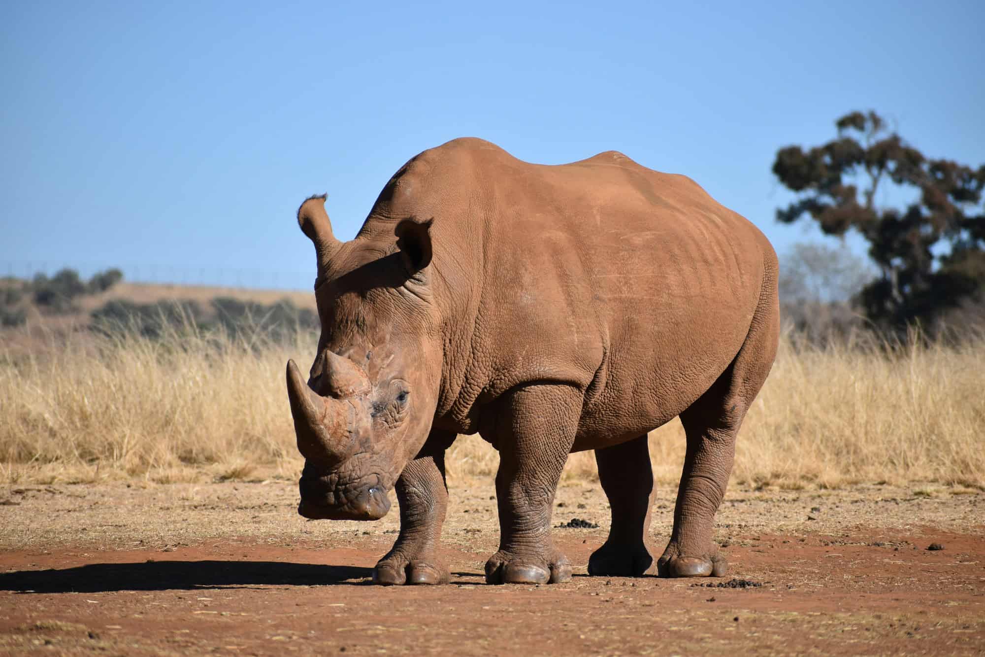 Fugitive rhino poacher sentenced to 110 years in jail | Rising Sun ...