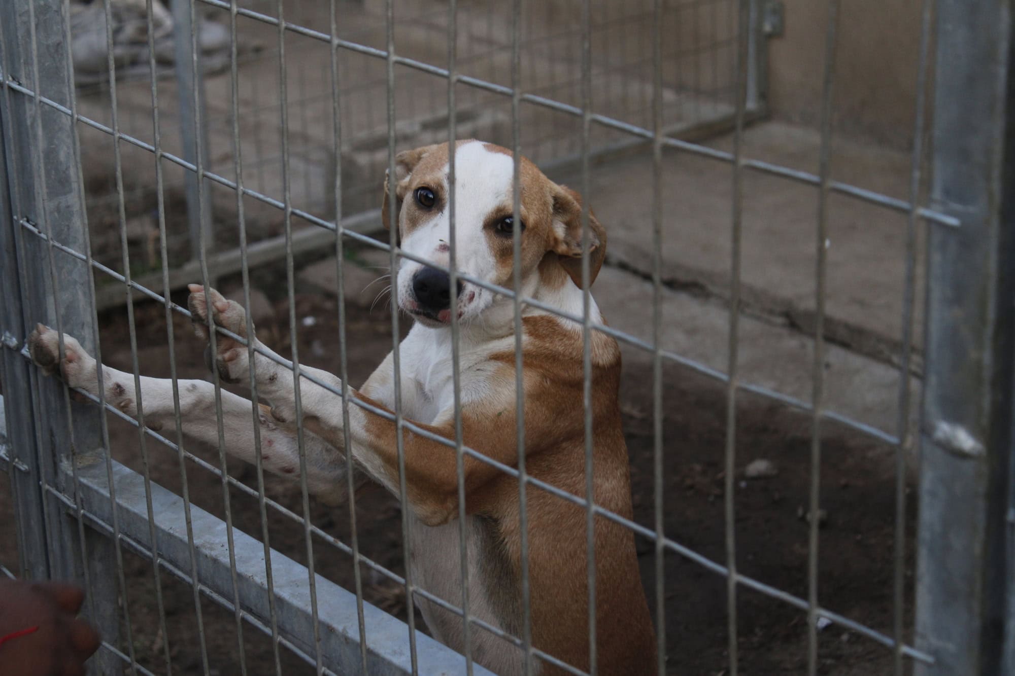 KZN Doghouse seeks community support amid potential closure | Rising ...